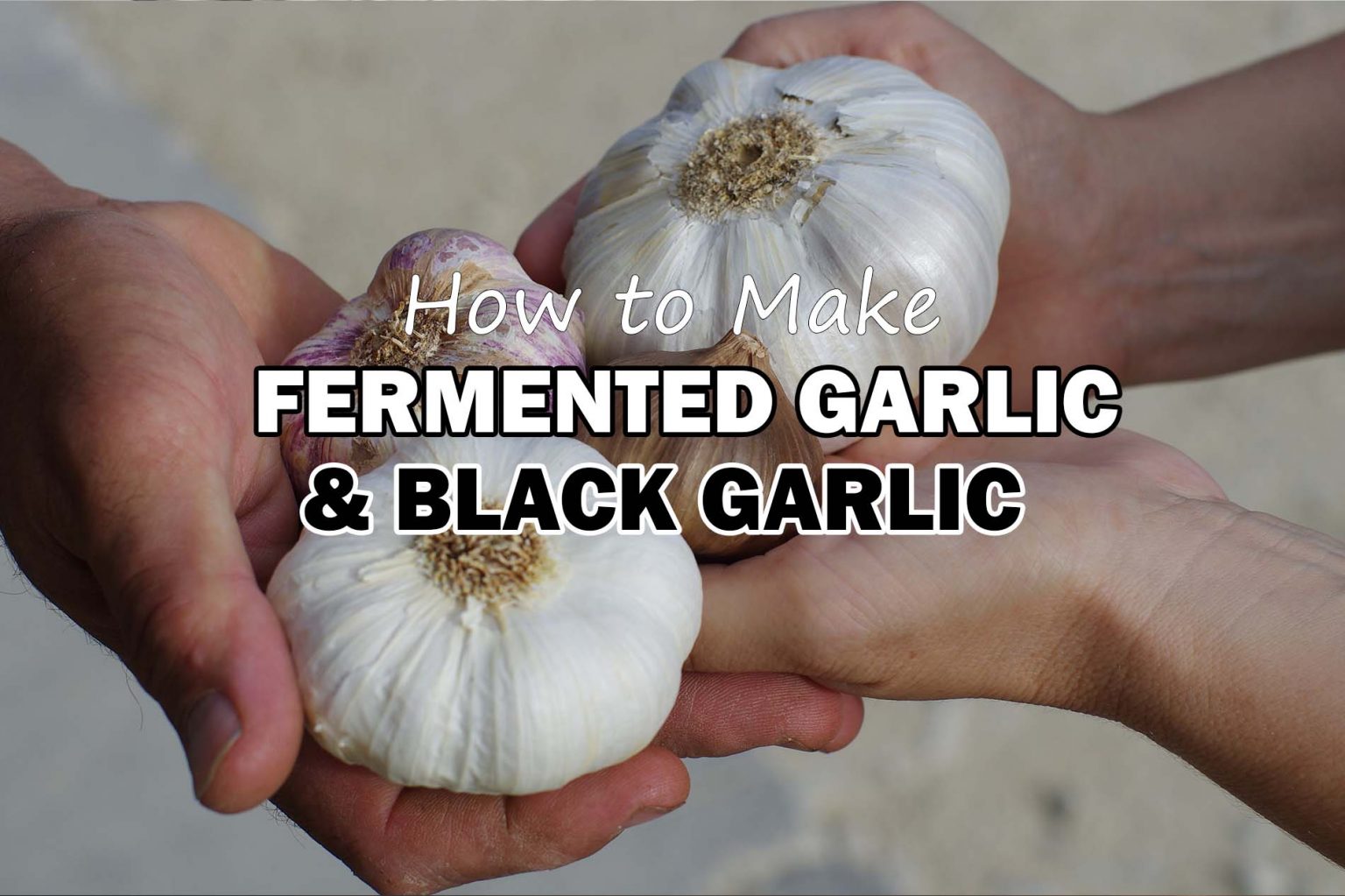 Fermented Garlic Recipe or How to make Black Garlic - Organicbiomama