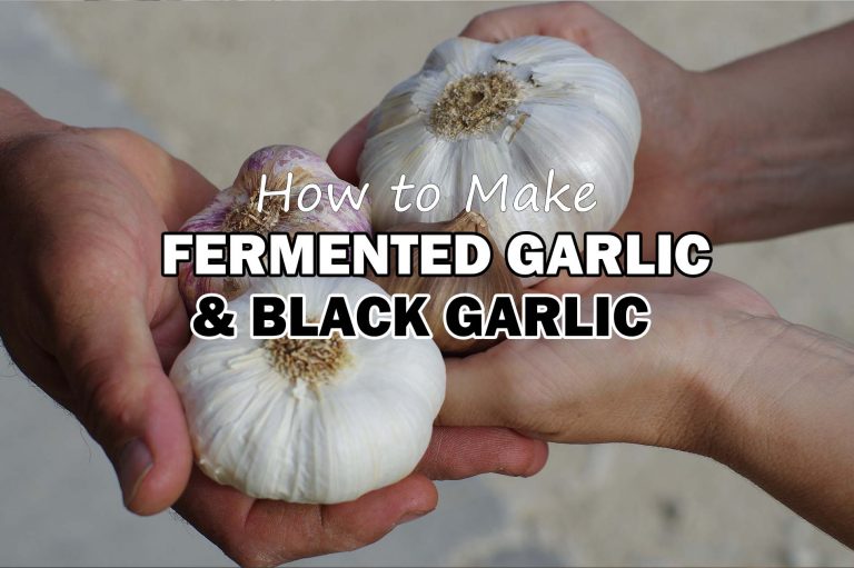 Fermented Garlic Recipe or How to make Black Garlic - Organicbiomama